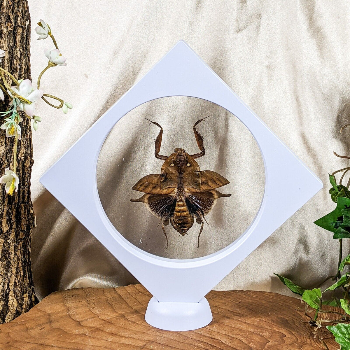 Giant Leaf Mantis Floating Frame – Scenic City Oddities
