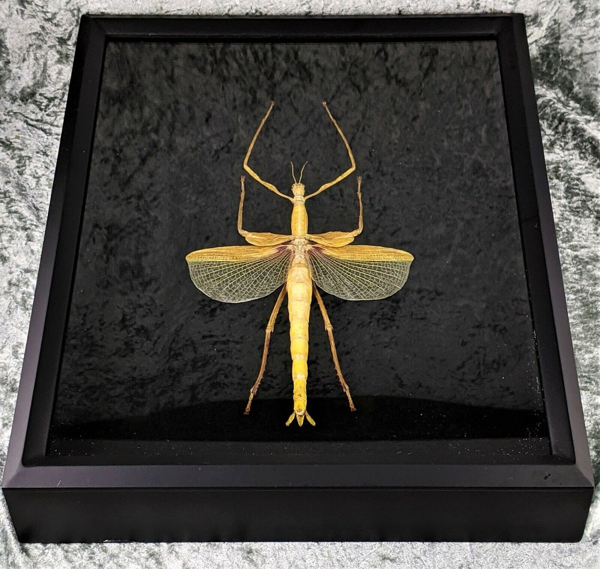 P1c Taxidermy Entomology Jungle Nymph Giant Mantis Shadowbox display d – Scenic City Oddities