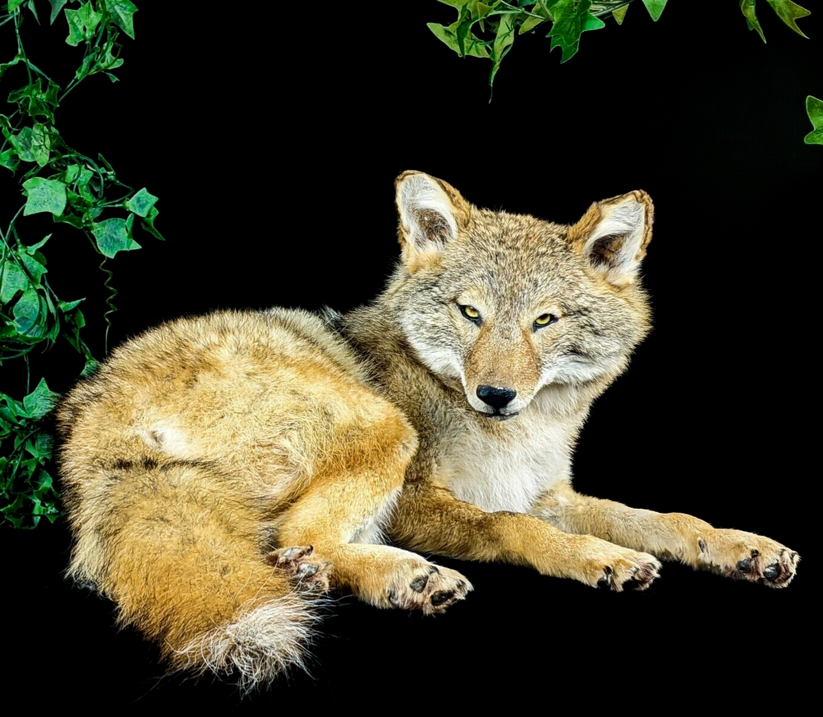 Coyote Prairie Wolf Full Mount Collectible – Scenic City Oddities