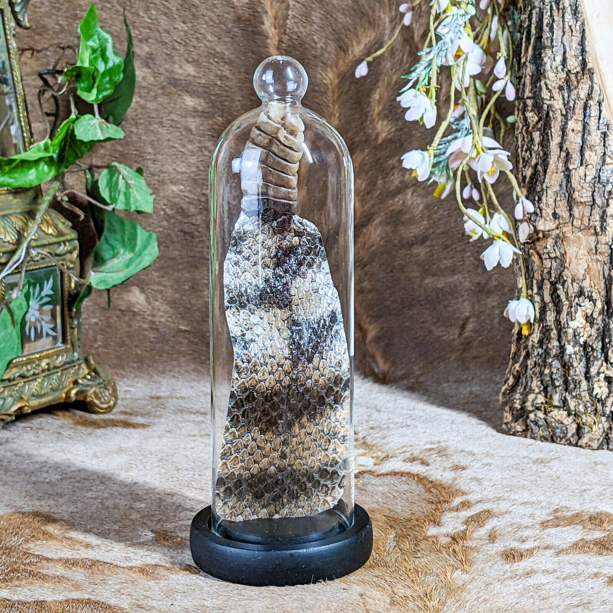 Rattlesnake Tail 6-7 Button Glass Dome – Scenic City Oddities