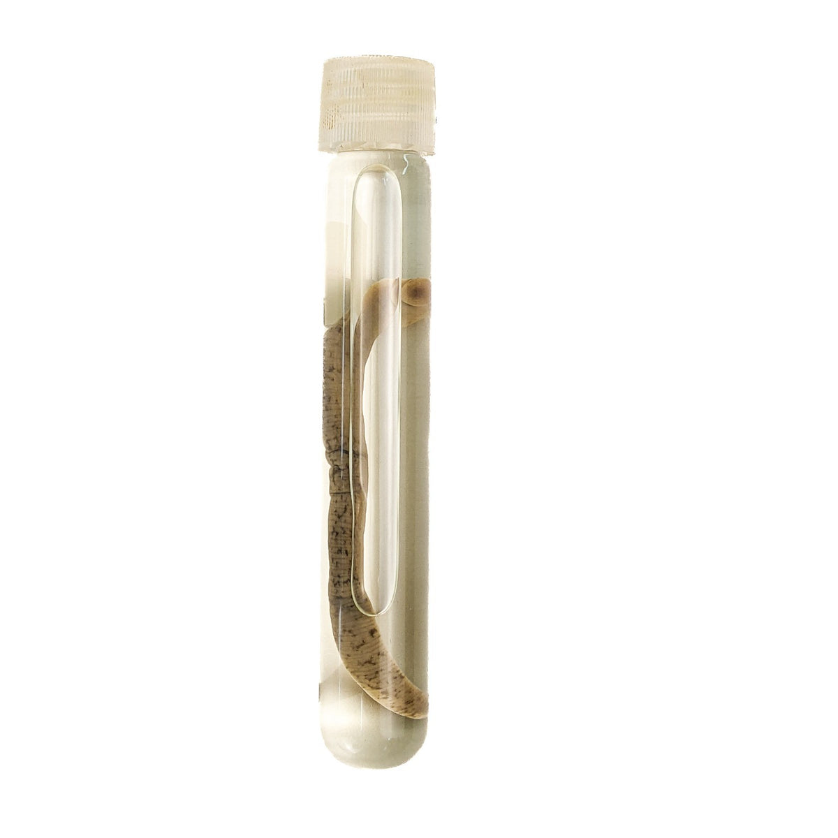 Leech Wet Specimen – Scenic City Oddities