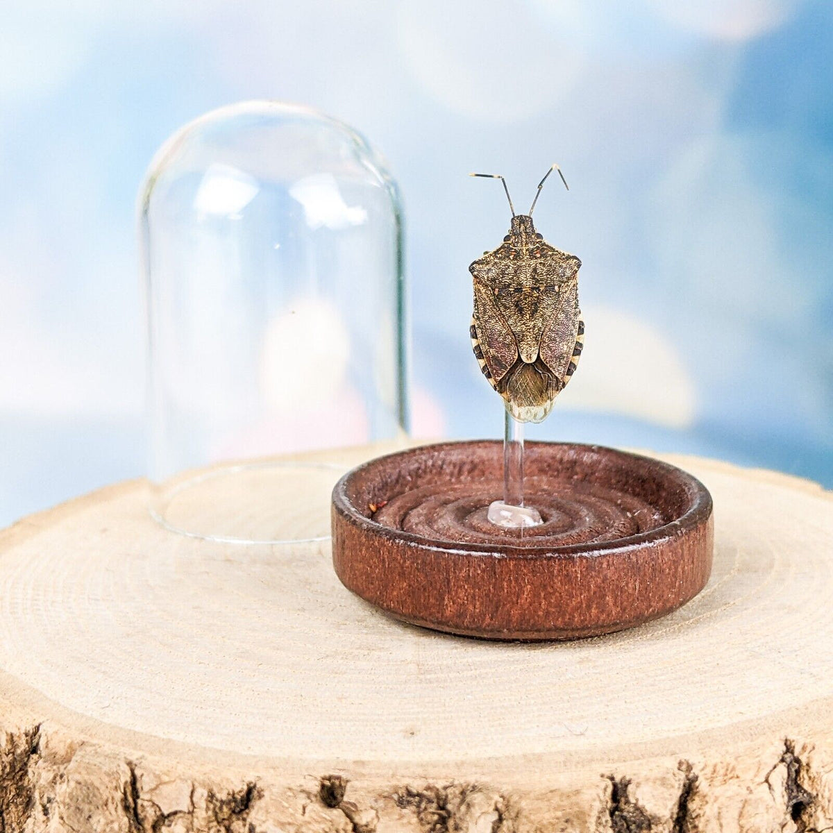 Brown Stink Bug Beetle Glass Dome – Scenic City Oddities