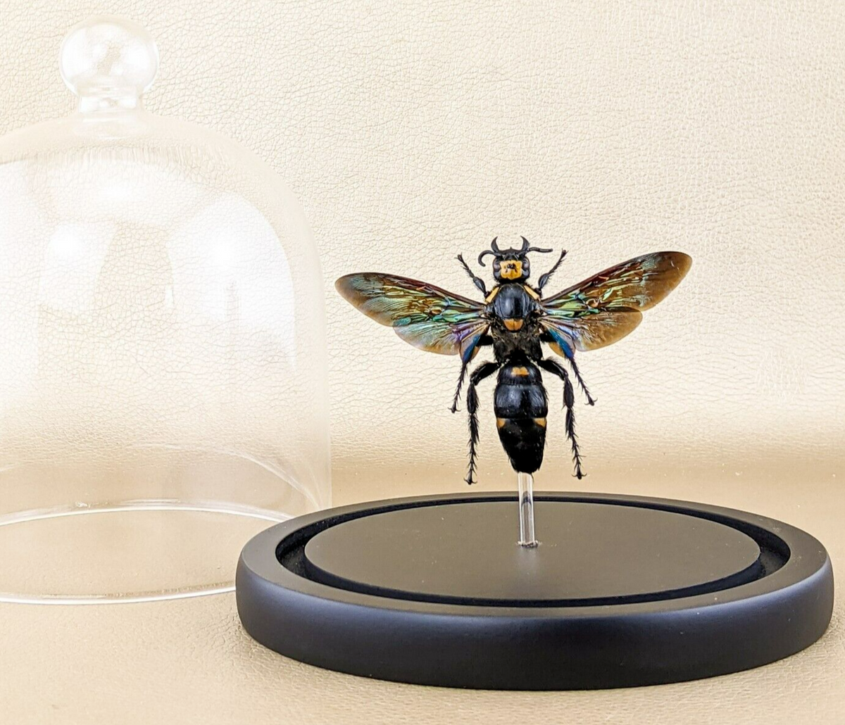 Scoliid Wasp Glass Dome – Scenic City Oddities