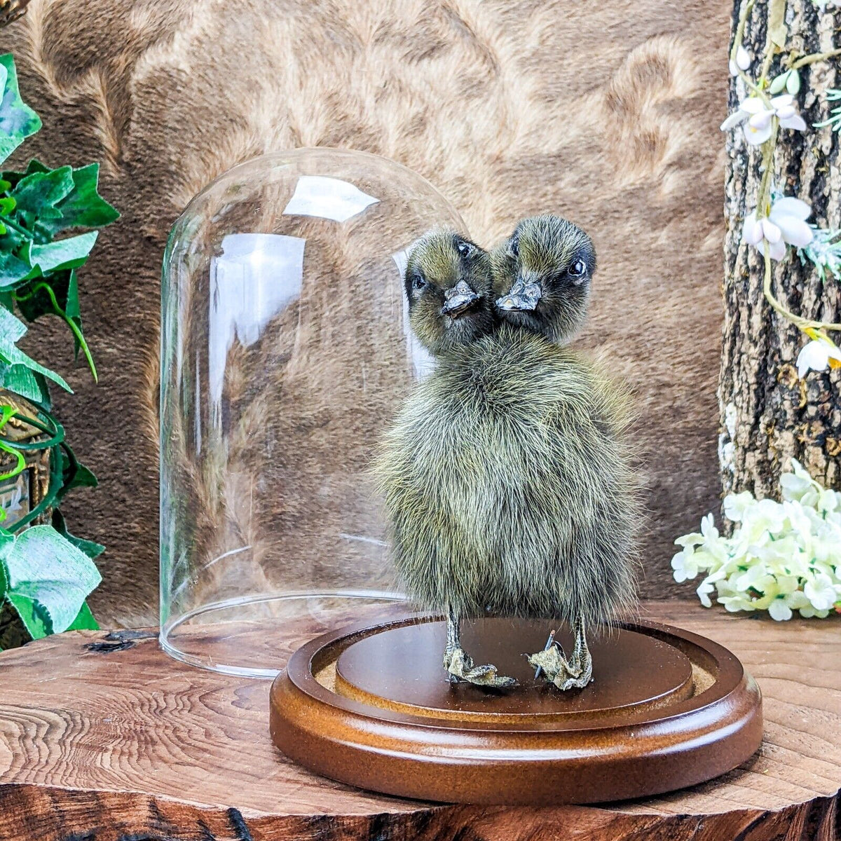 2 Two Headed Duck Duckling Display dome – Scenic City Oddities