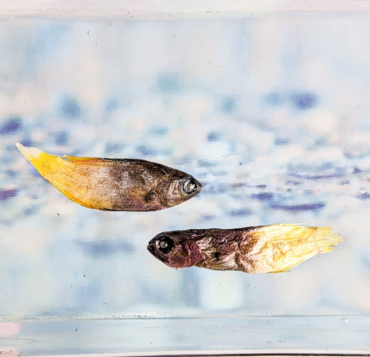Two Toned Wrasse Fish – Scenic City Oddities
