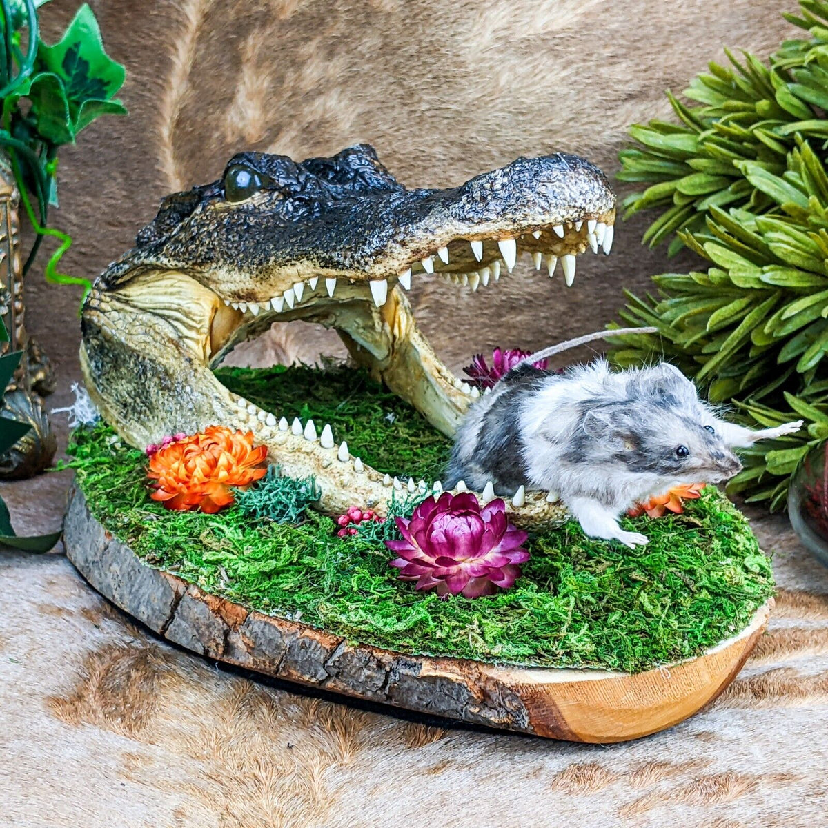 Alligator Head and Mouse – Scenic City Oddities