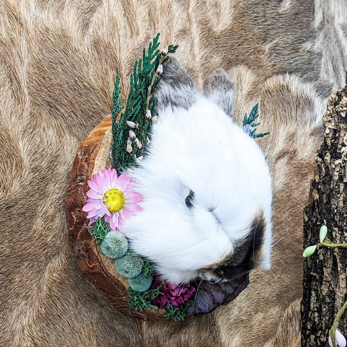 Rabbit Bunny Head Wall Mount Display – Scenic City Oddities