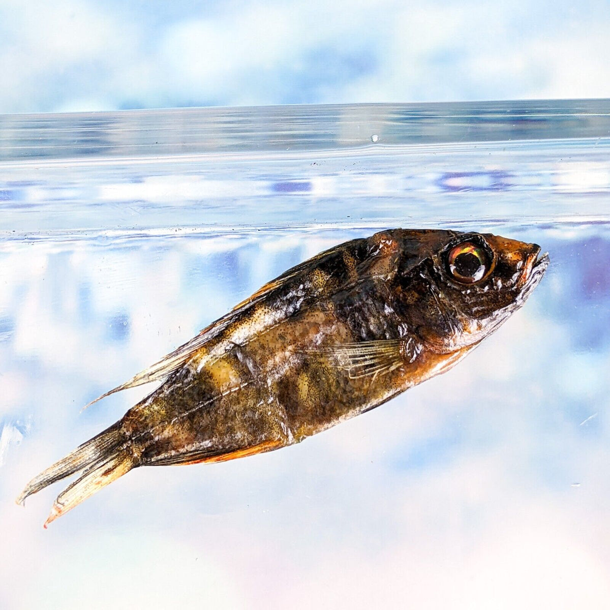 Peacock Cichlid Fish – Scenic City Oddities