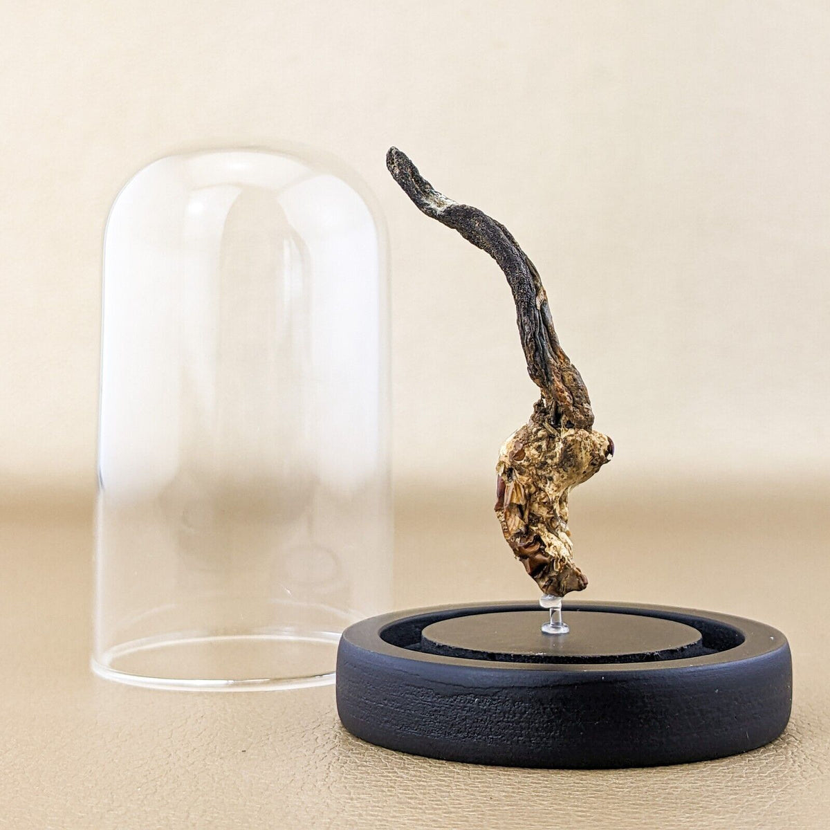 Zombie Cicada Fungus Glass Dome – Scenic City Oddities