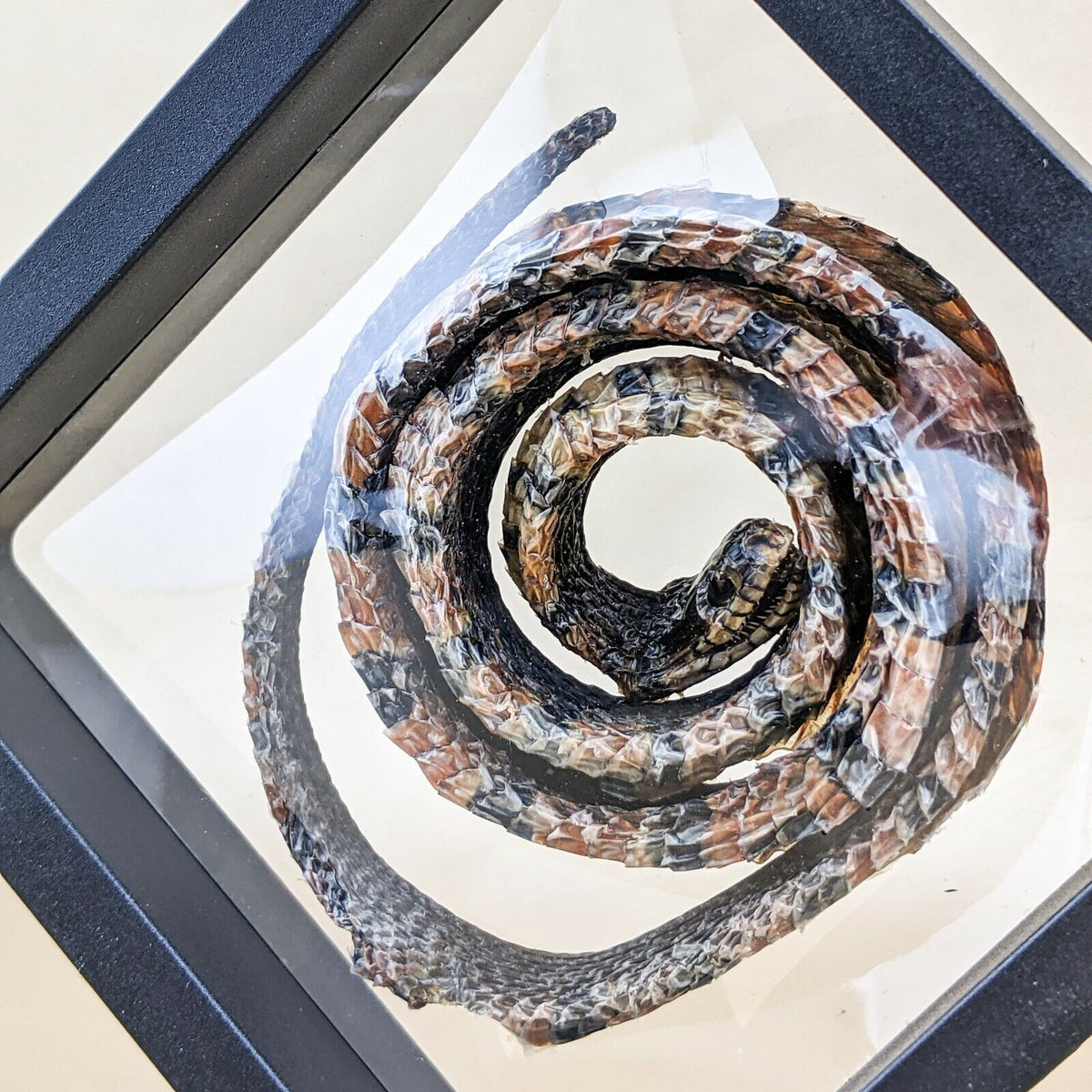 Red Banded Snake Floating frame – Scenic City Oddities