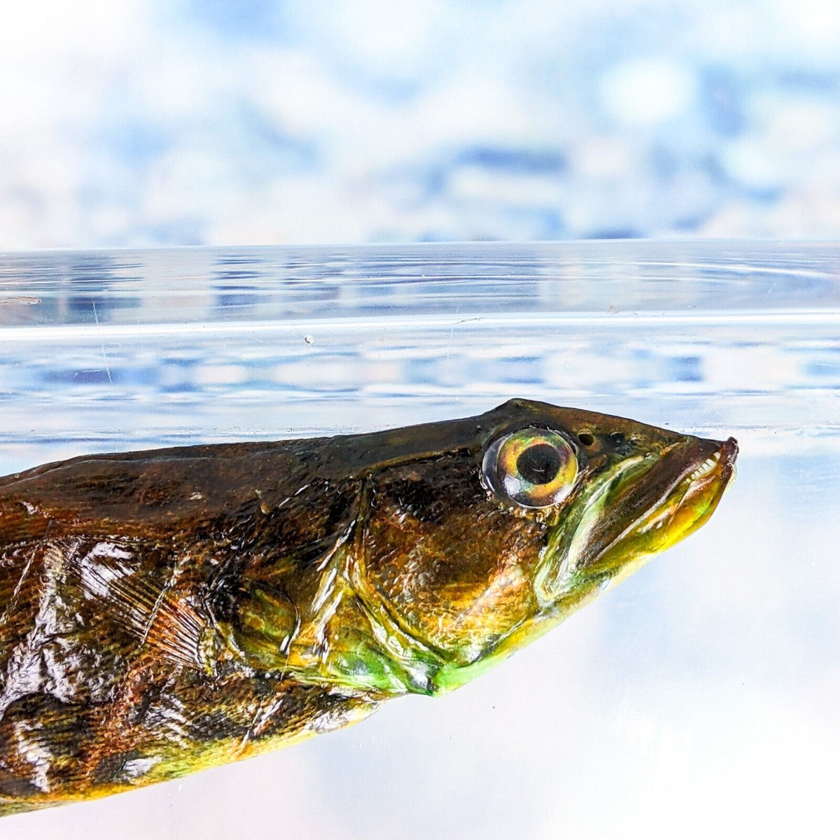 Weather Loach Fish – Scenic City Oddities