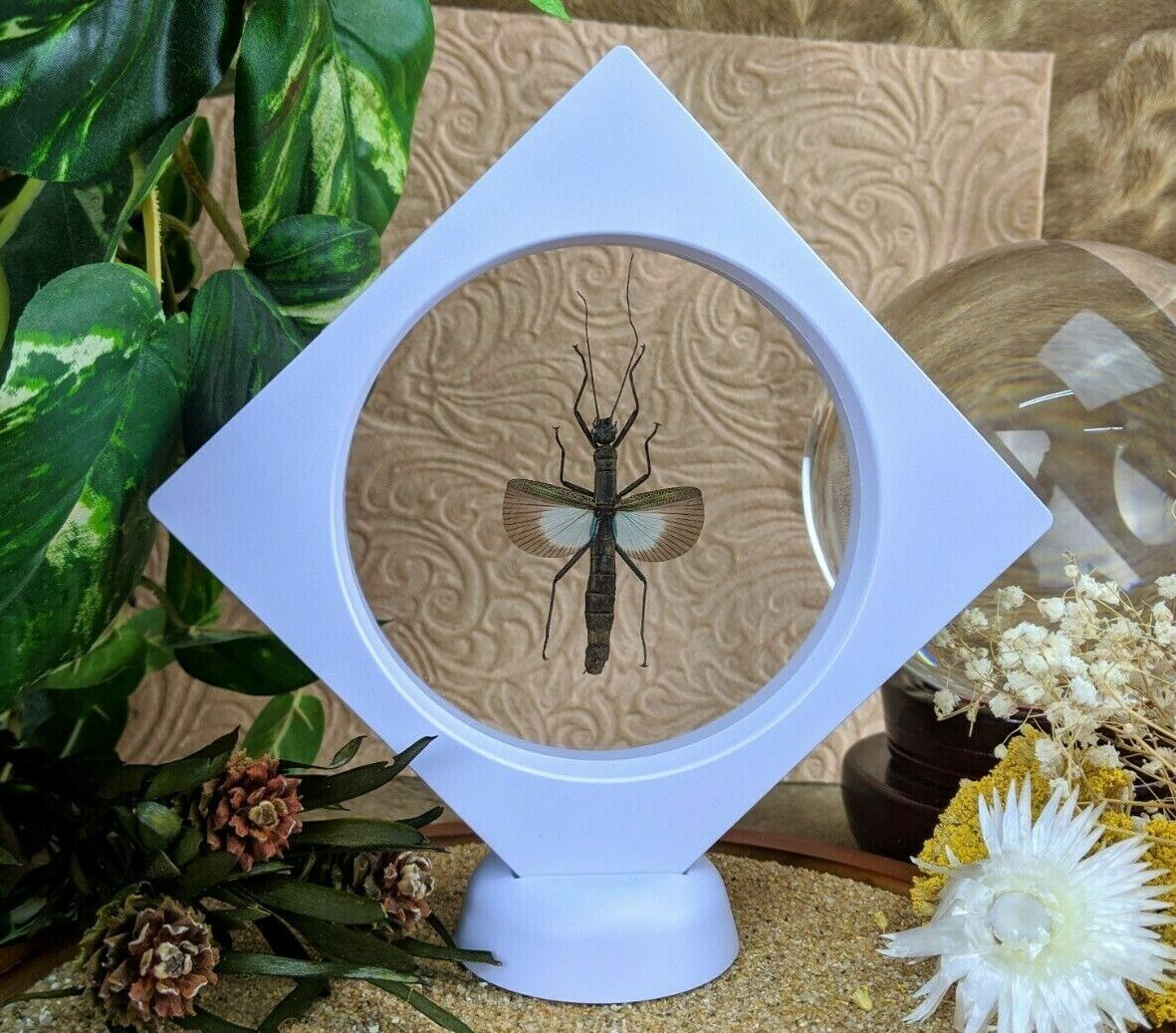 Walking Stick Bug Spread Specimen Floating Frame – Scenic City Oddities