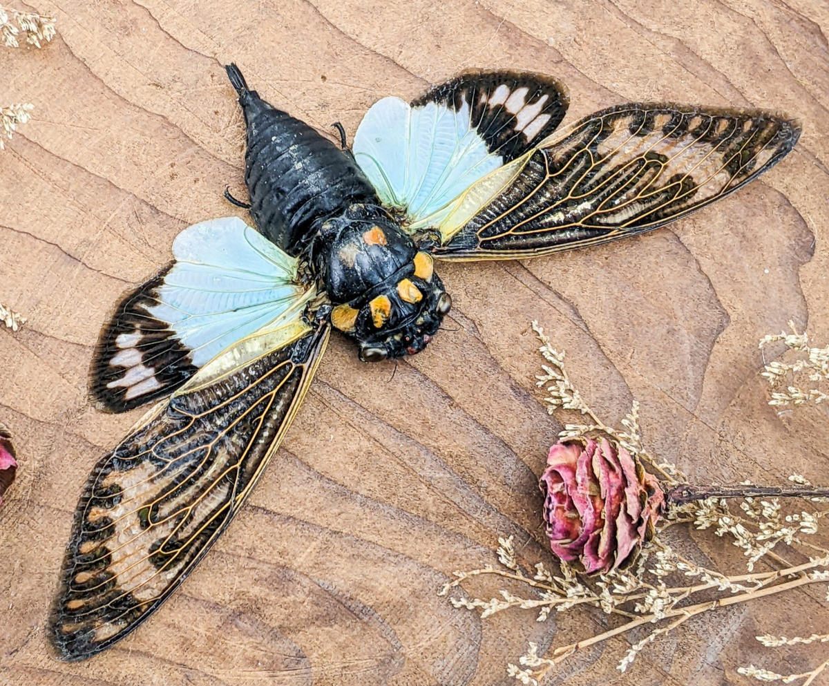 Tosena Splendida Cicada Specimen – Scenic City Oddities