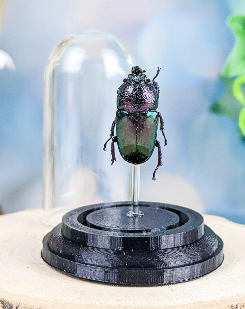 Damaged Mt Arfak Stag beetle Female Glass Dome – Scenic City Oddities