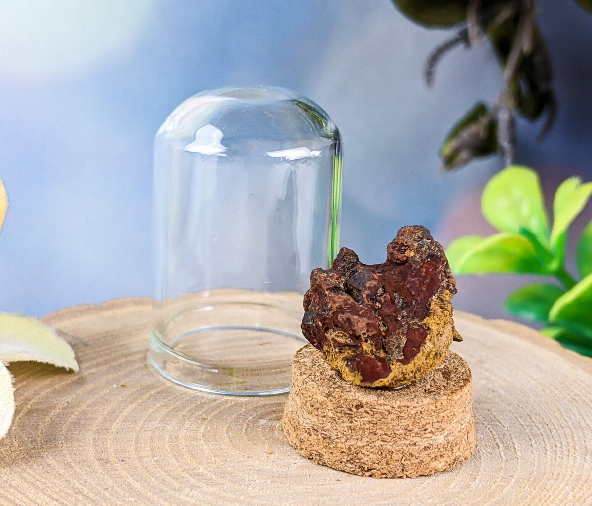 Dinosaur Poop Fossil in Glass Dome – Scenic City Oddities