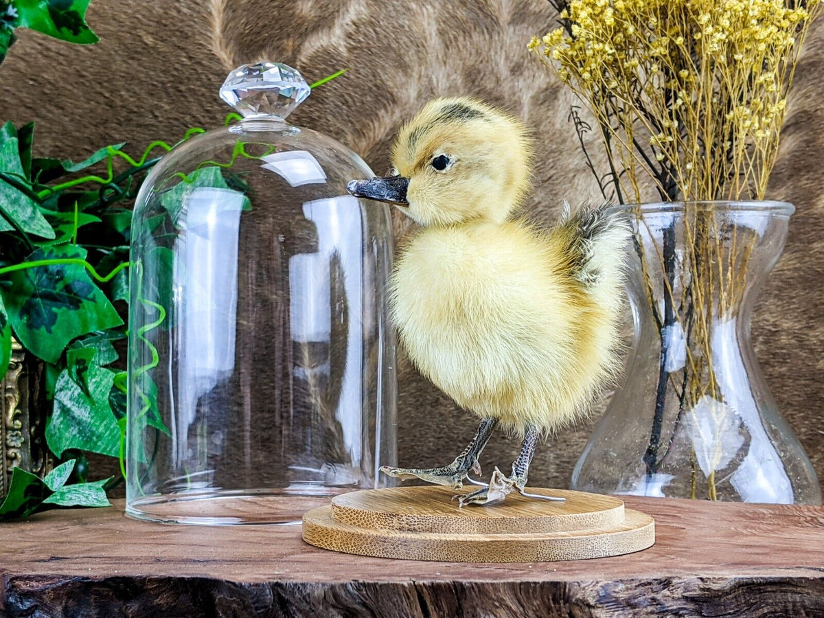 Baby Duck Glass Dome Display – Scenic City Oddities