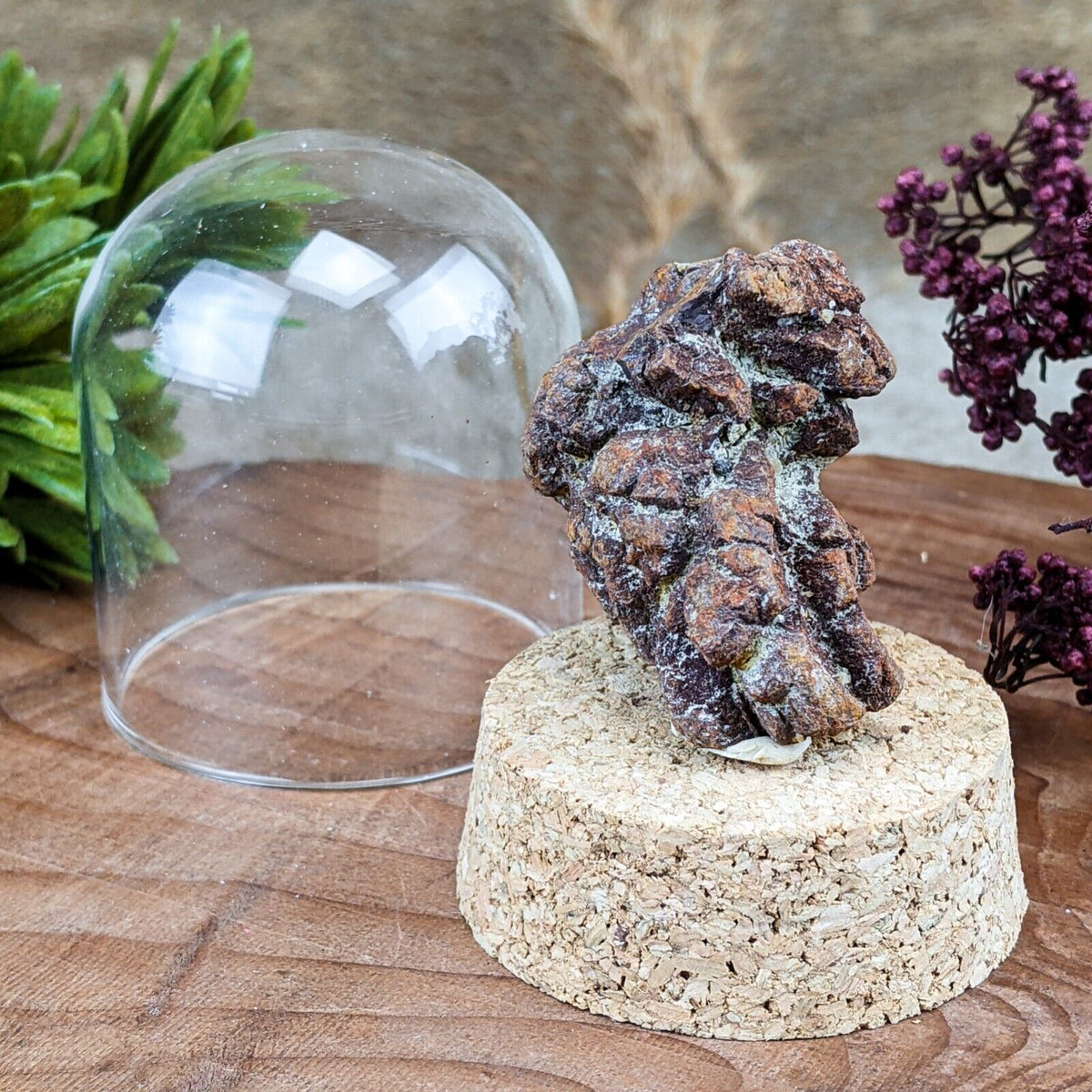 Dinosaur Poop Fossil Glass Dome – Scenic City Oddities