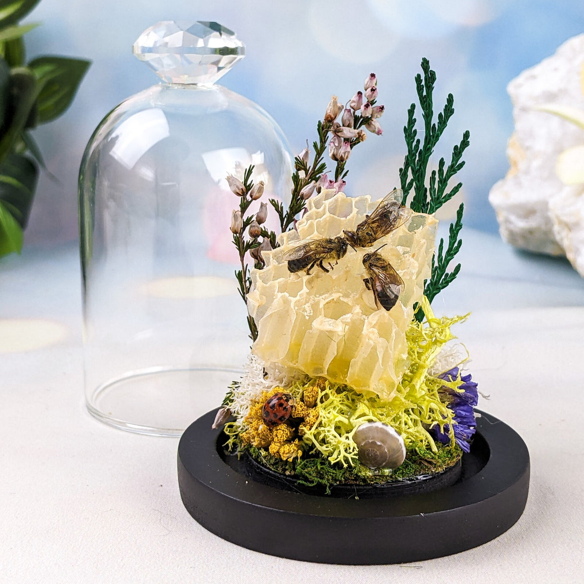 J41a Honey Bees & Honey Comb Glass dome display Entomology Taxidermy c ...