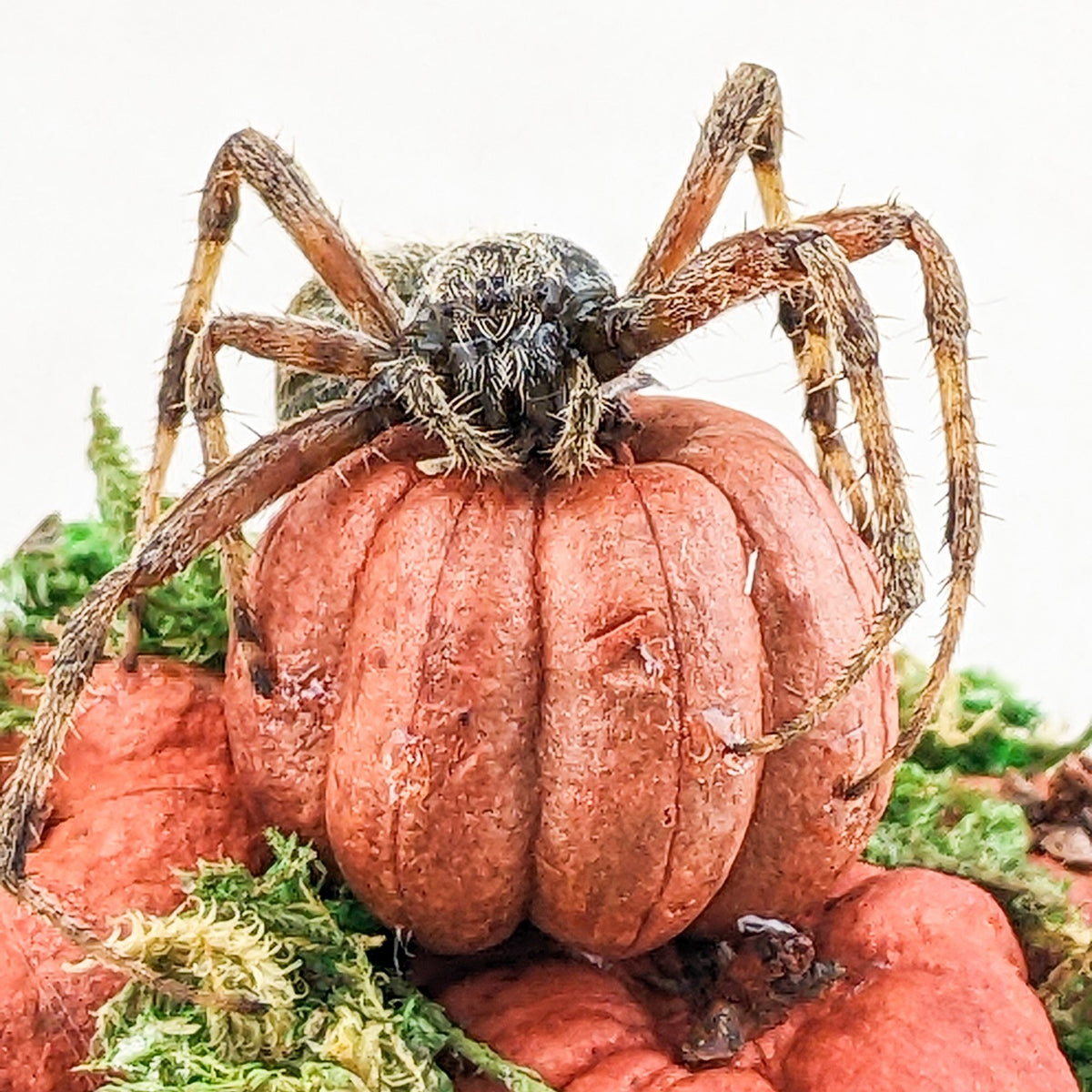 Spotted Orb Weaver Spider with Pumpkins Glass Dome – Scenic City Oddities
