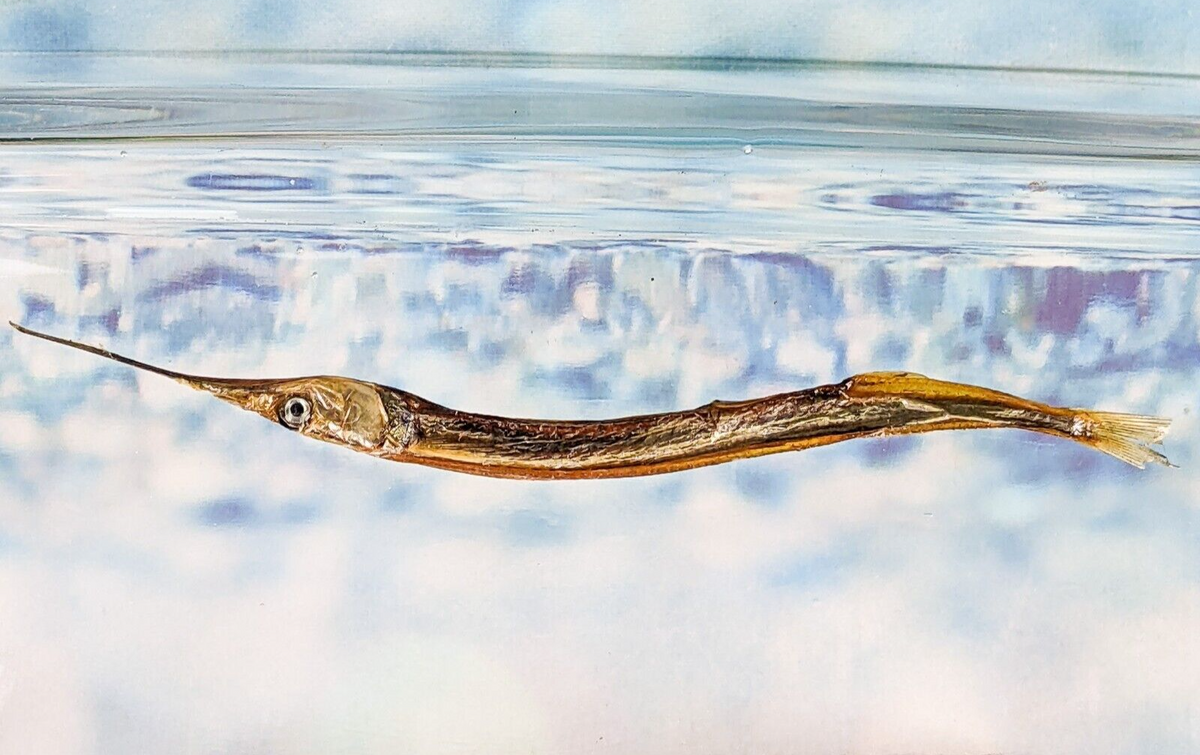 Needle Gar Long snout – Scenic City Oddities