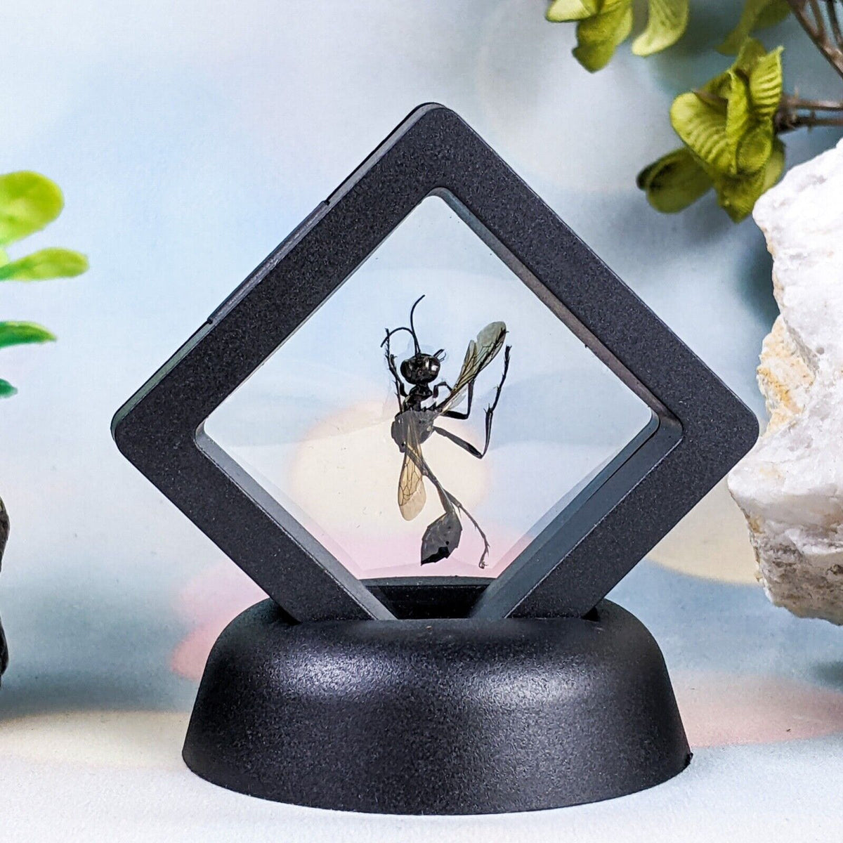 Thread Waisted Wasp Floating Frame – Scenic City Oddities