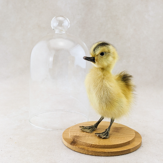 Baby Duck Glass Dome Display – Scenic City Oddities