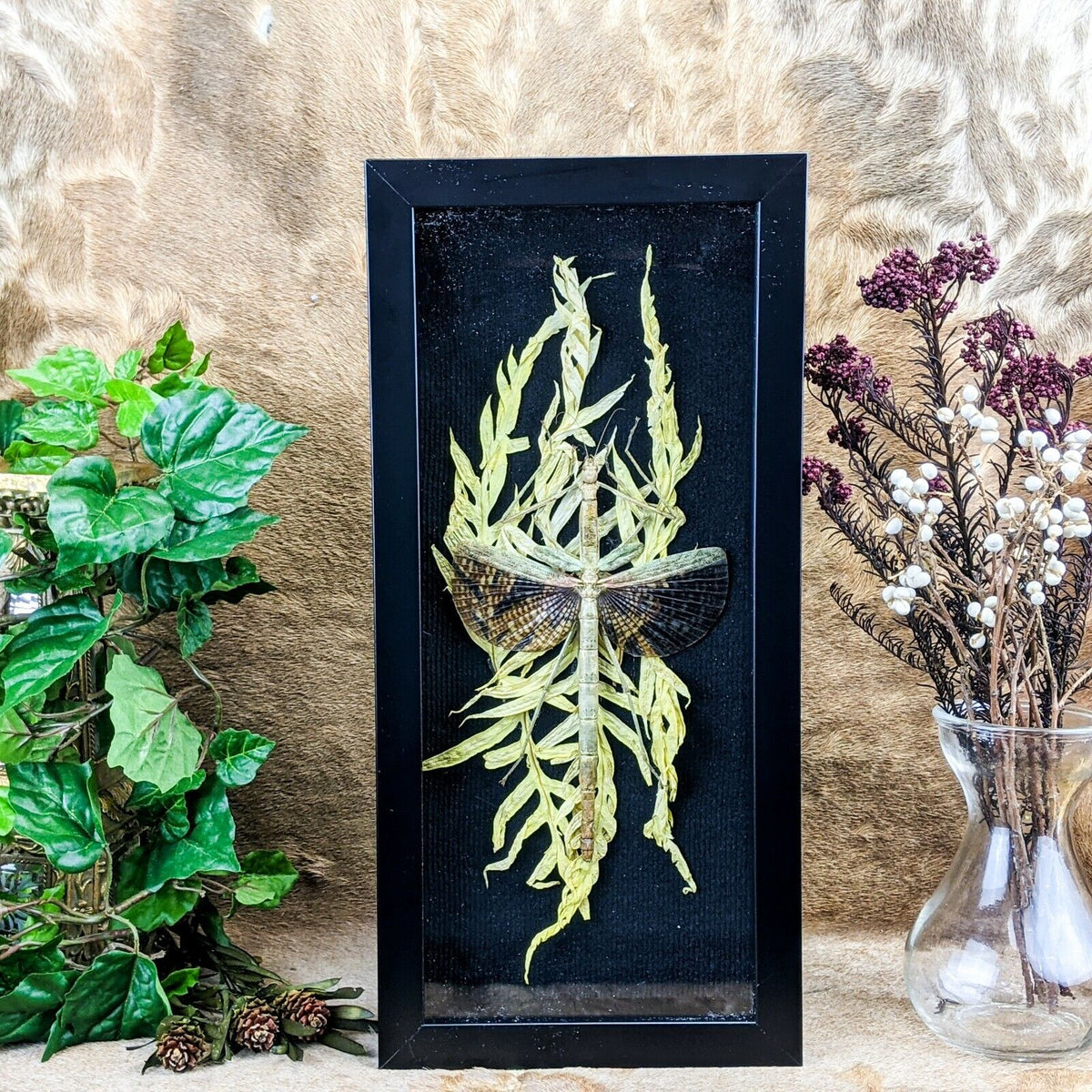Indonesian Stick Bug Shadowbox Frame Display – Scenic City Oddities