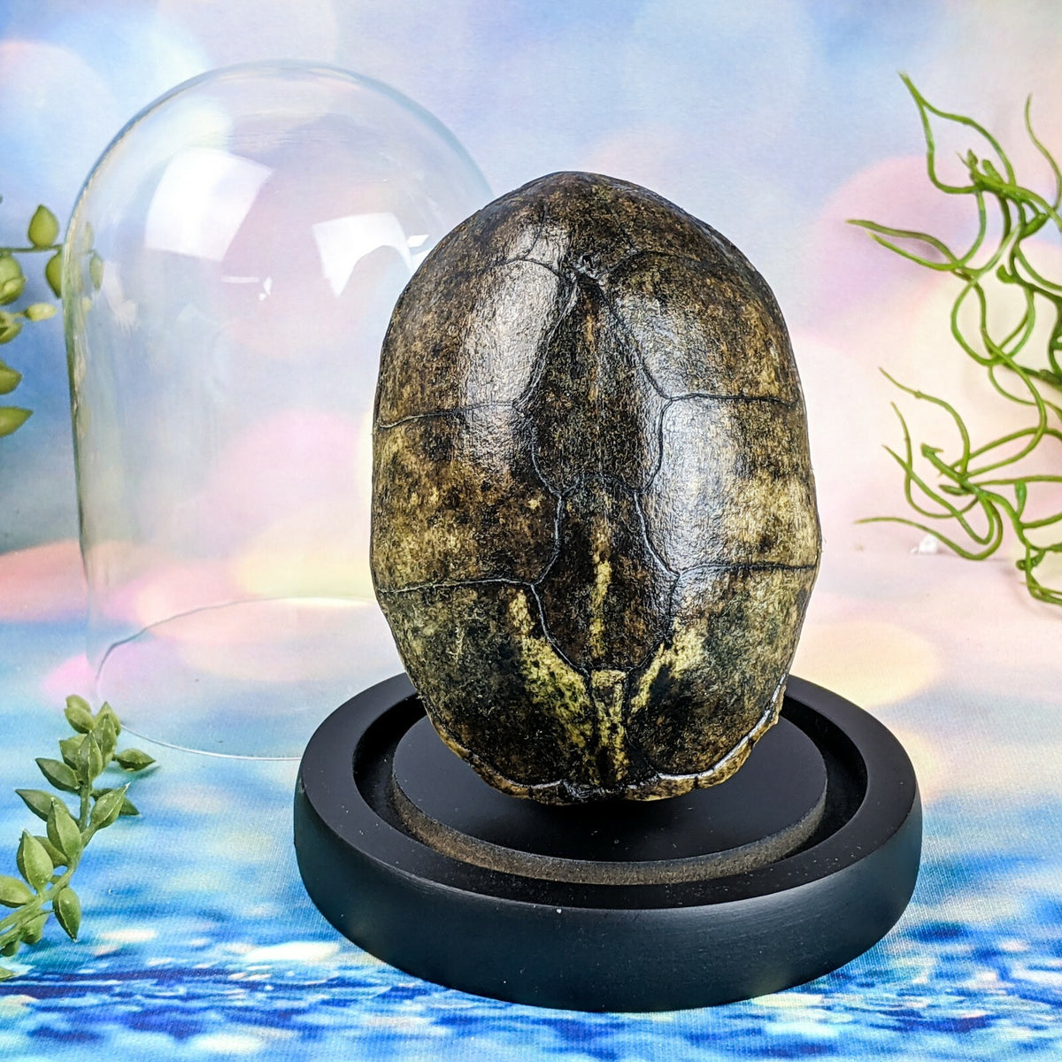 Stink Pot Turtle Shell Glass Dome – Scenic City Oddities
