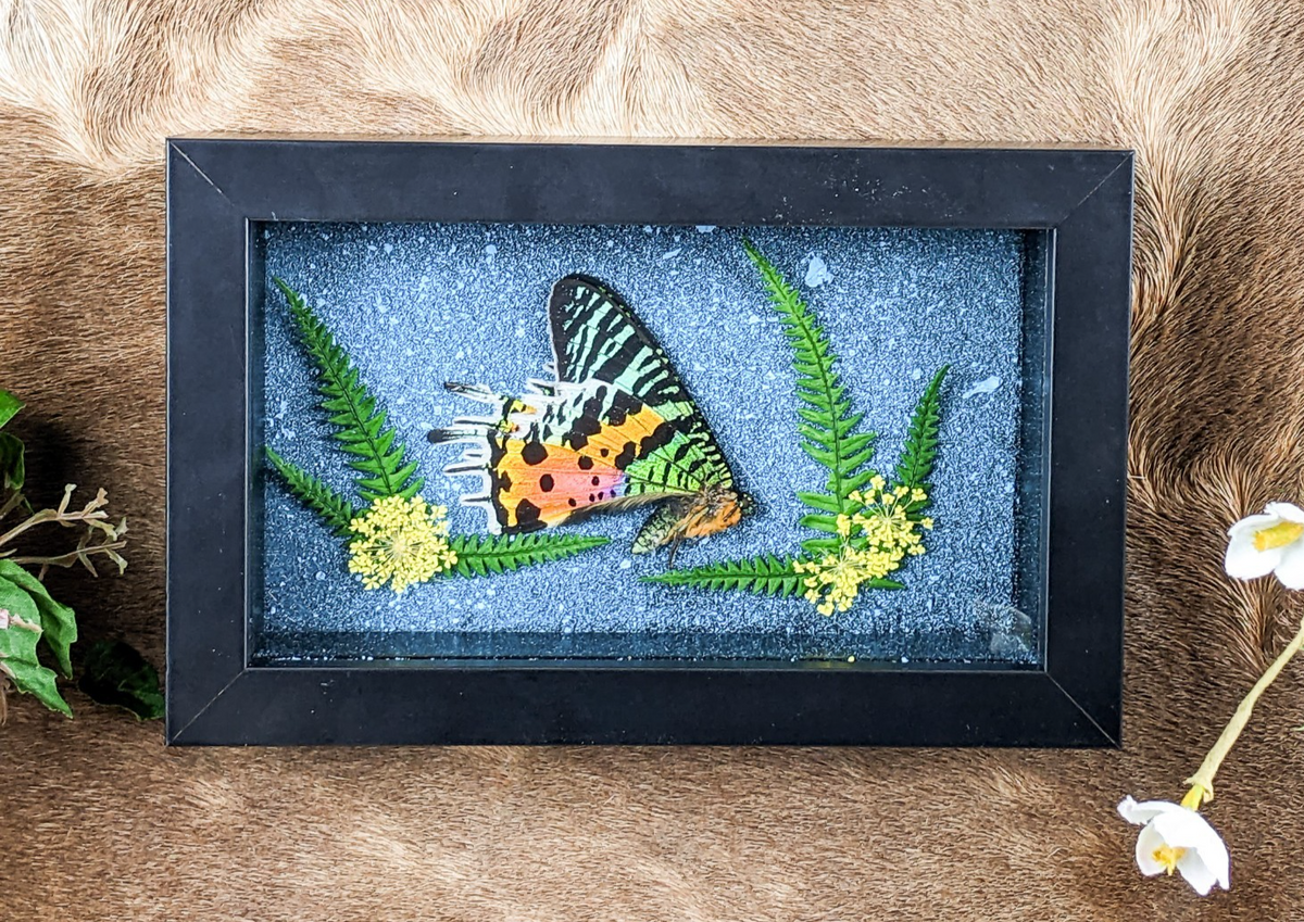 Sunset Moth Shadowbox – Scenic City Oddities