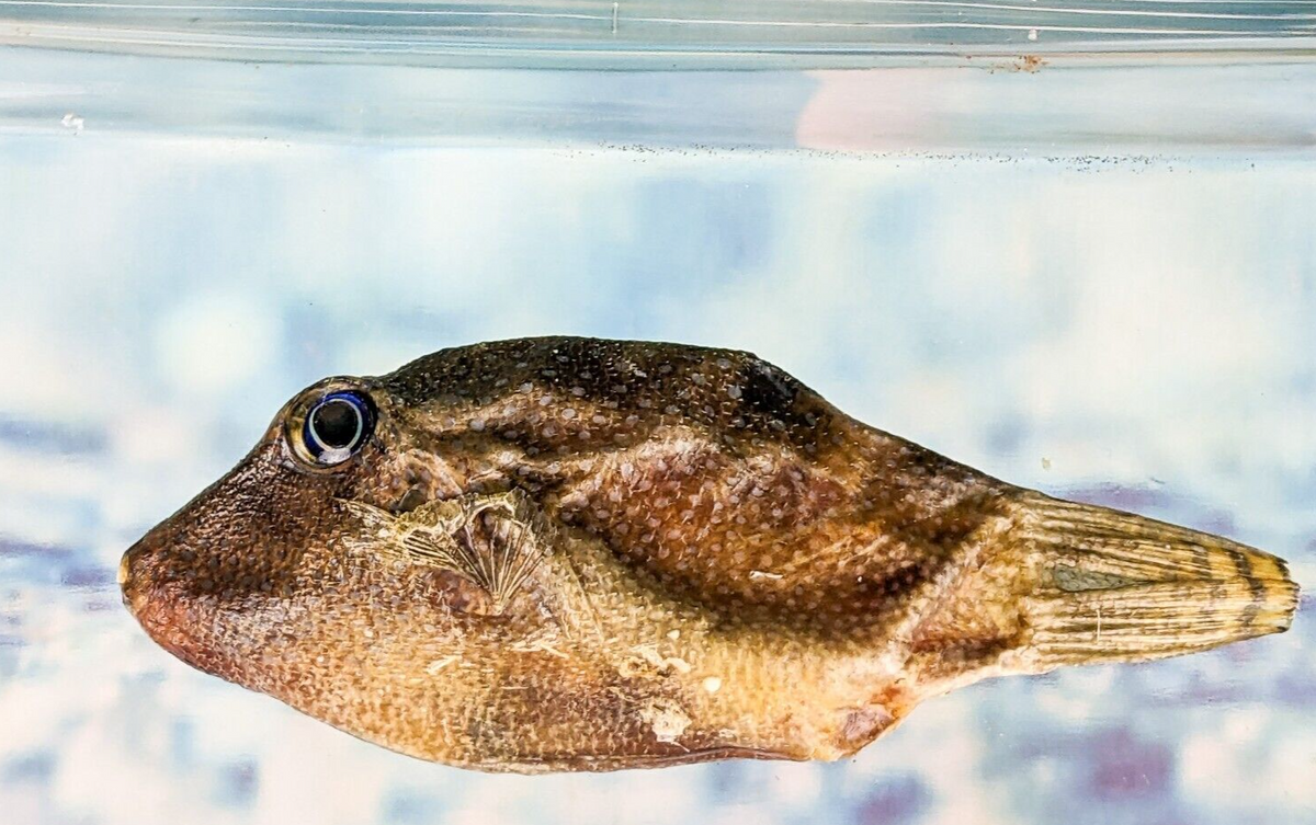 Parrot Puffer fish – Scenic City Oddities