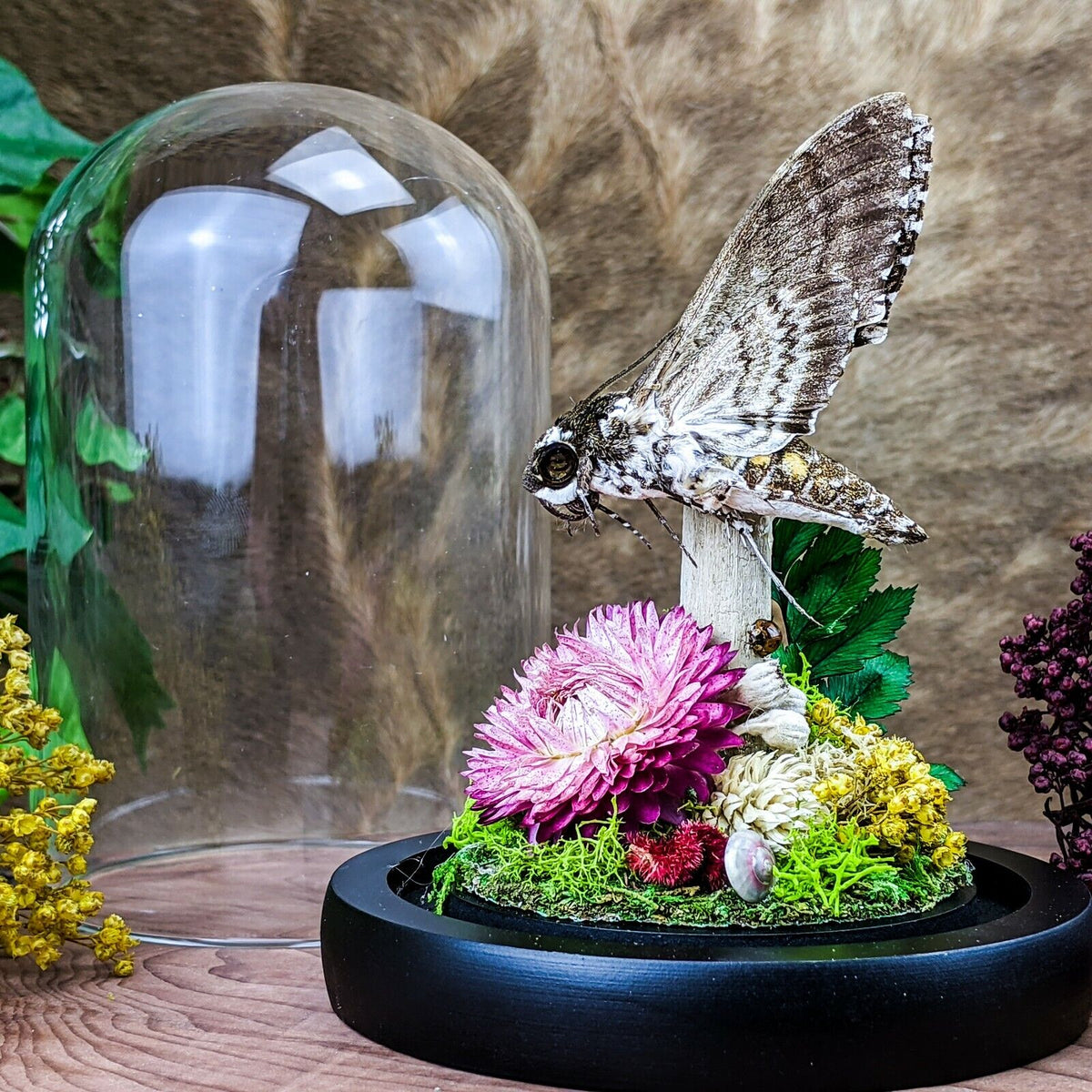 Rustic Sphinx Moth Glass Dome – Scenic City Oddities