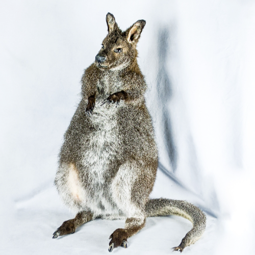 Real Wallaby – Scenic City Oddities