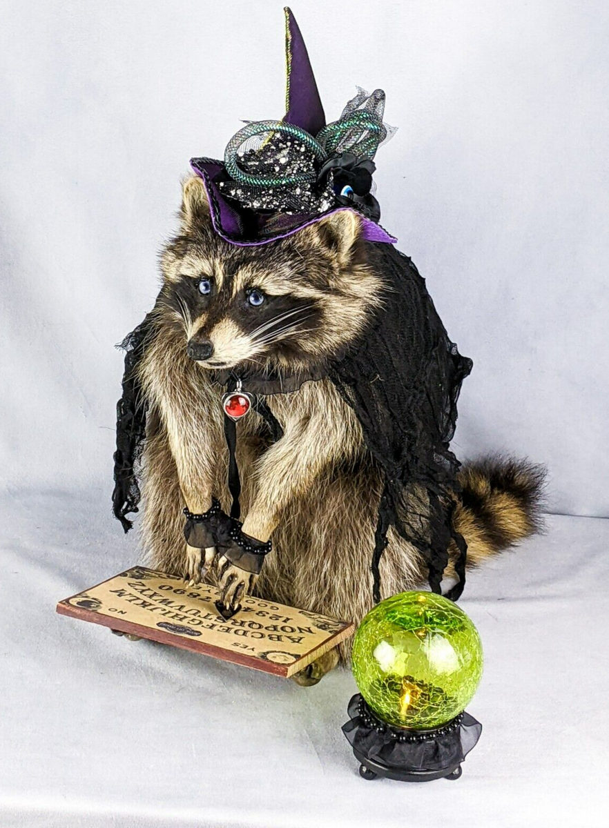 Witch Raccoon HOLD – Scenic City Oddities