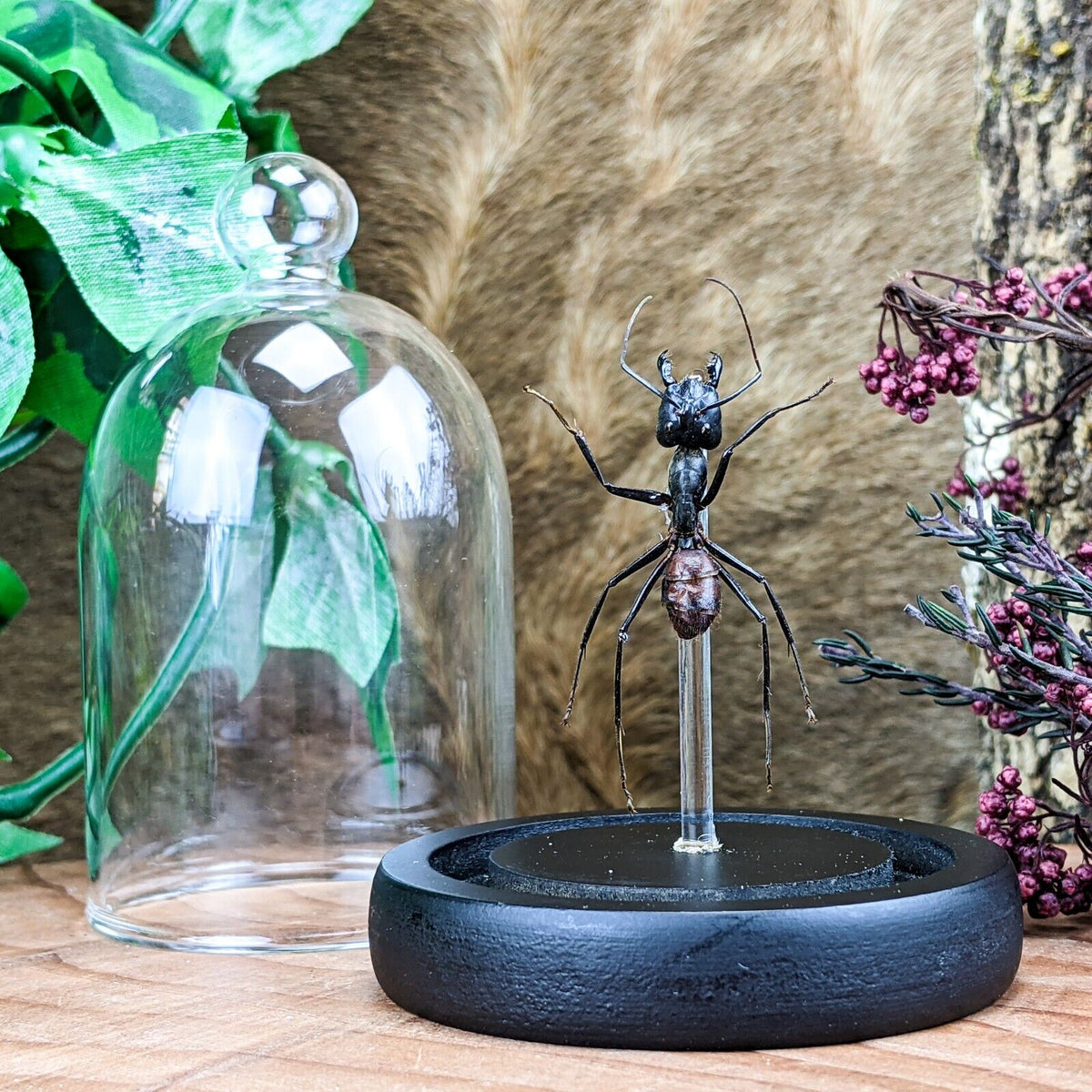 Lg Bullet Ant Glass Dome – Scenic City Oddities