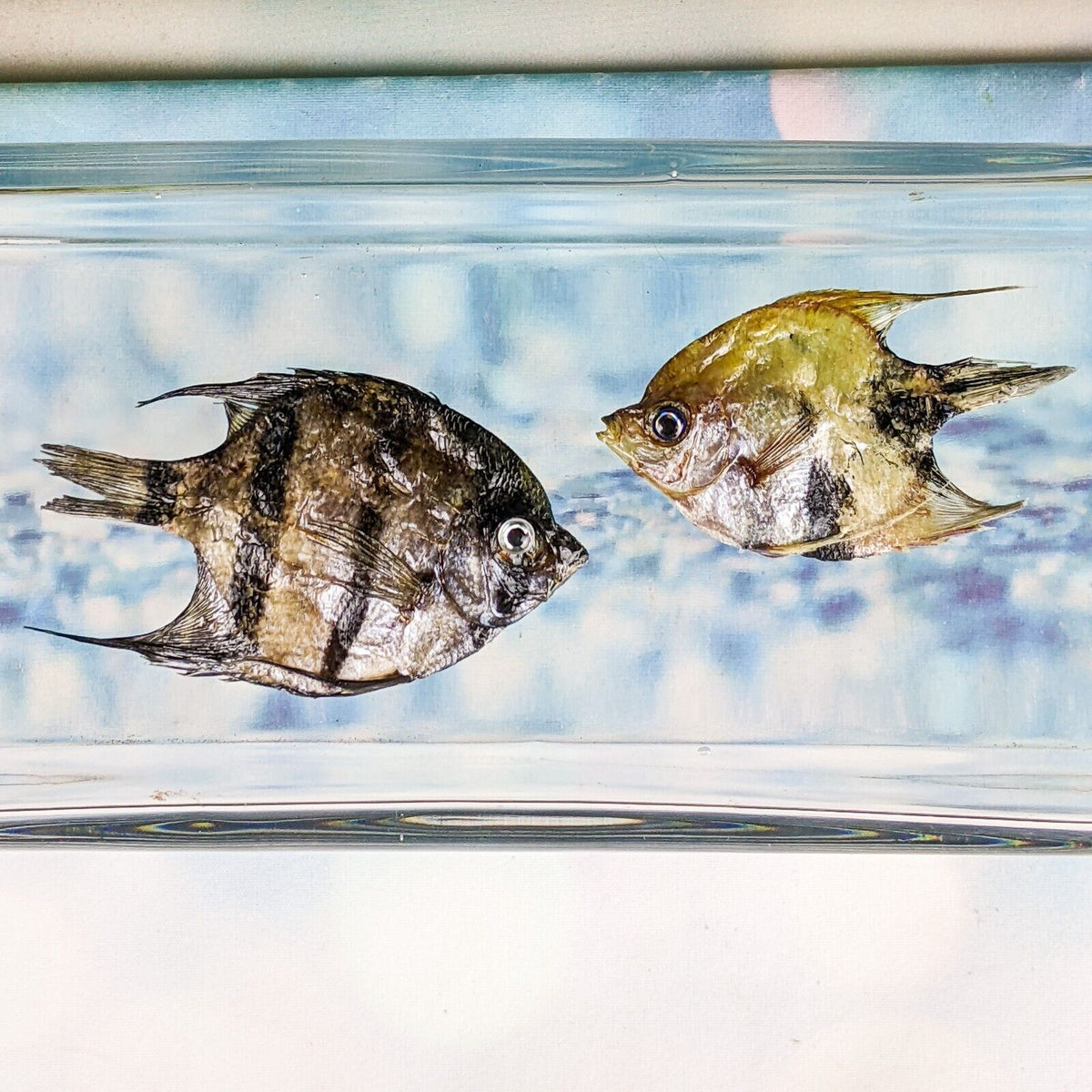 2 Angelfish fish Specimen – Scenic City Oddities