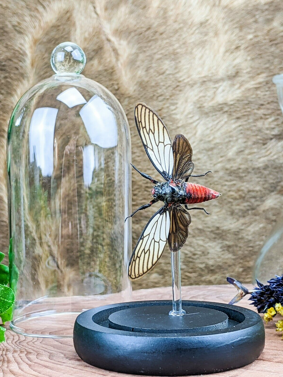 Red Devil Cicada Glass Dome – Scenic City Oddities