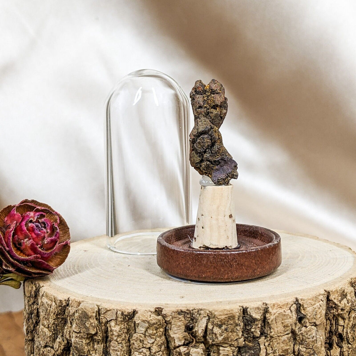 Dinosaur Poop Fossil Glass Dome – Scenic City Oddities