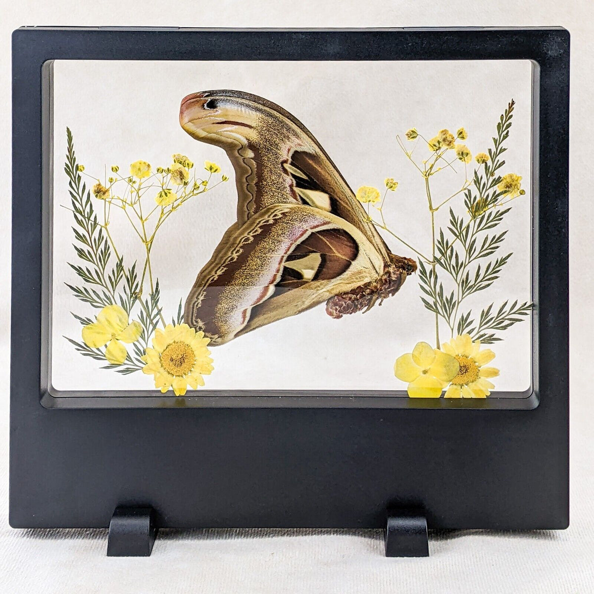 Saturn Atlas Moth specimen floating frame – Scenic City Oddities