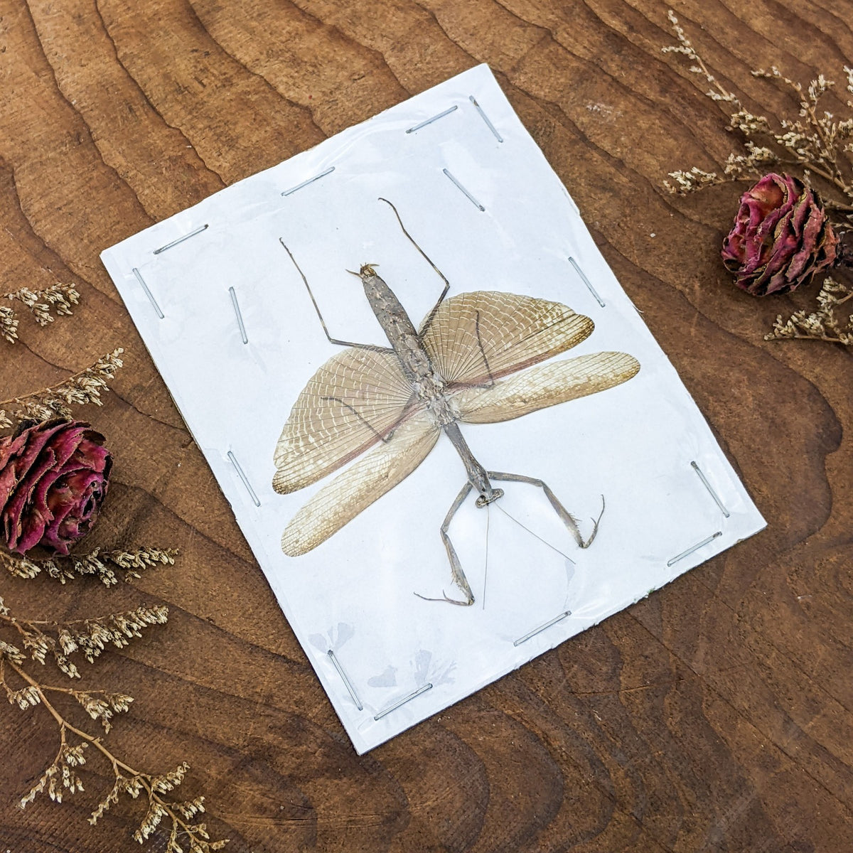 Jumping Mantis Specimen – Scenic City Oddities