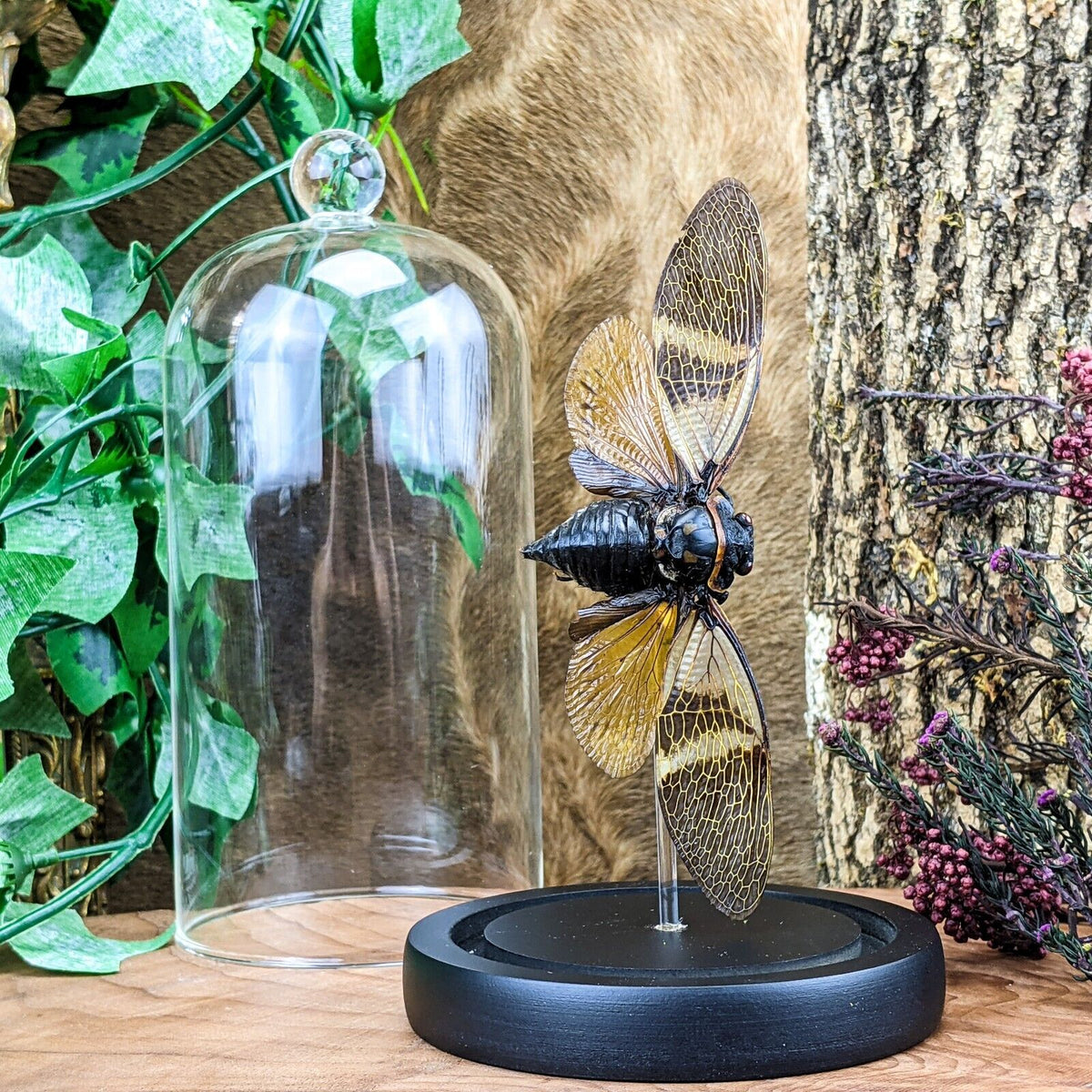 Locust Cicada – Scenic City Oddities