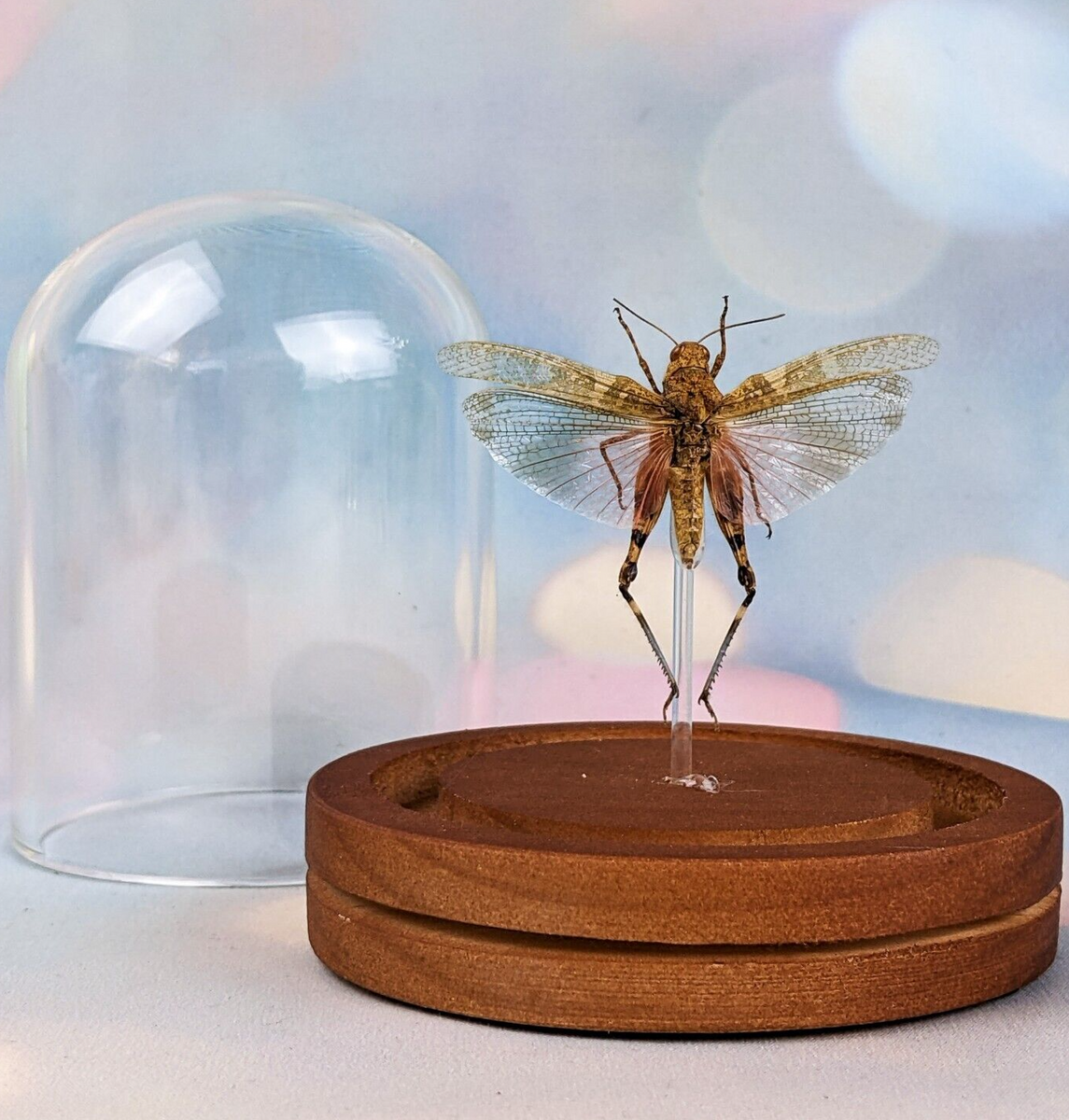 Bleeding Heart Grasshopper Glass Dome – Scenic City Oddities