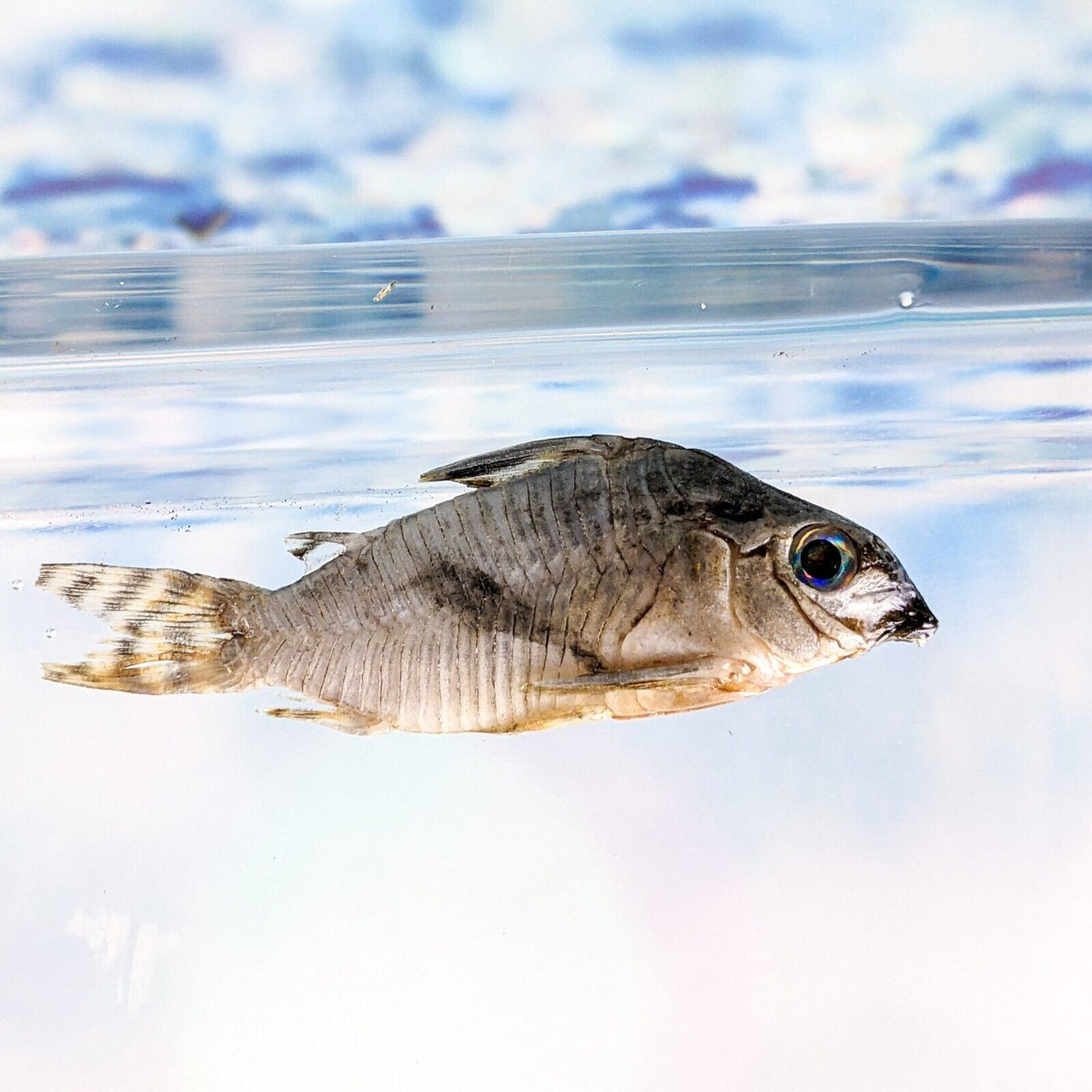 Cory Cat Fish Specimen – Scenic City Oddities