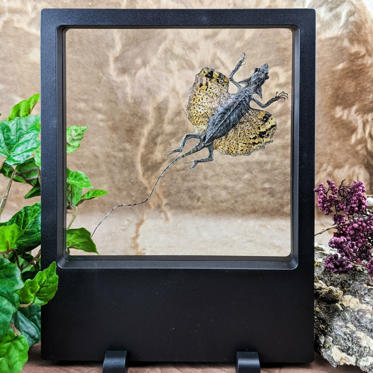 Draco Volans Lizard Floating Frame – Scenic City Oddities