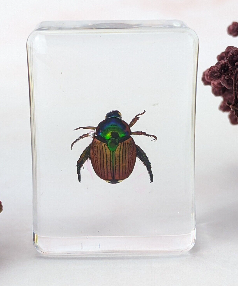 Scarab Japanese Beetle In Resin – Scenic City Oddities