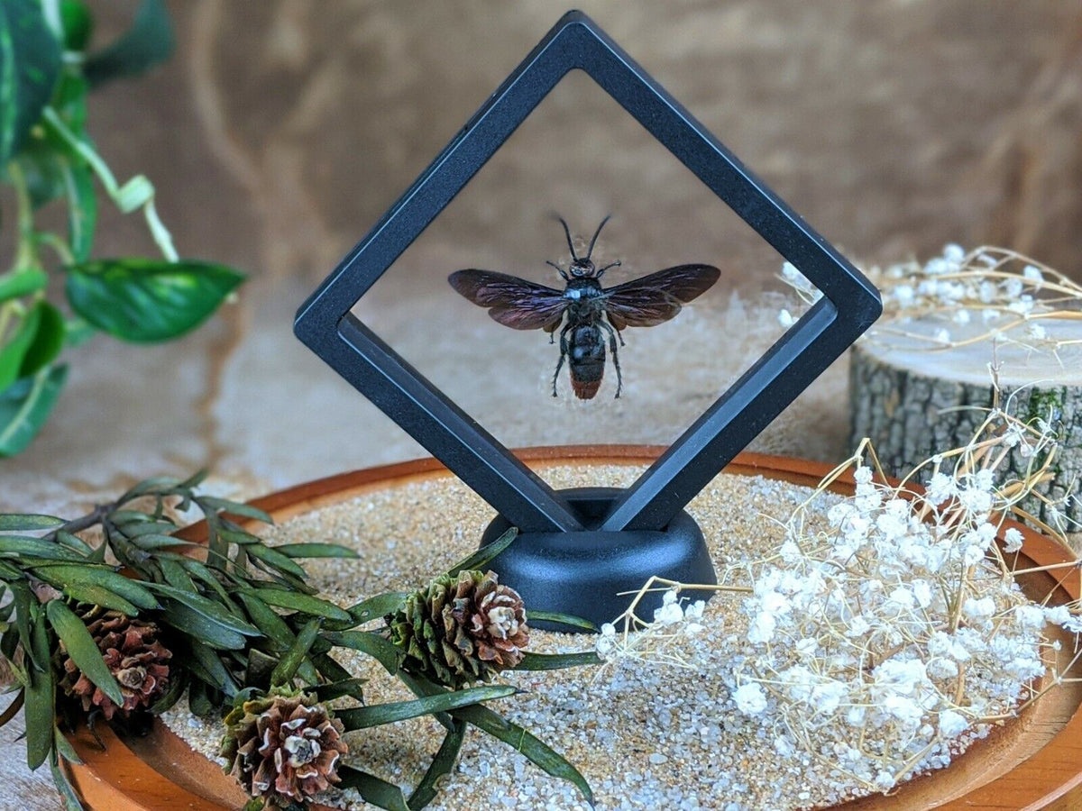 Large Iridescent Winged Scoliid Wasp Floating Frame – Scenic City Oddities