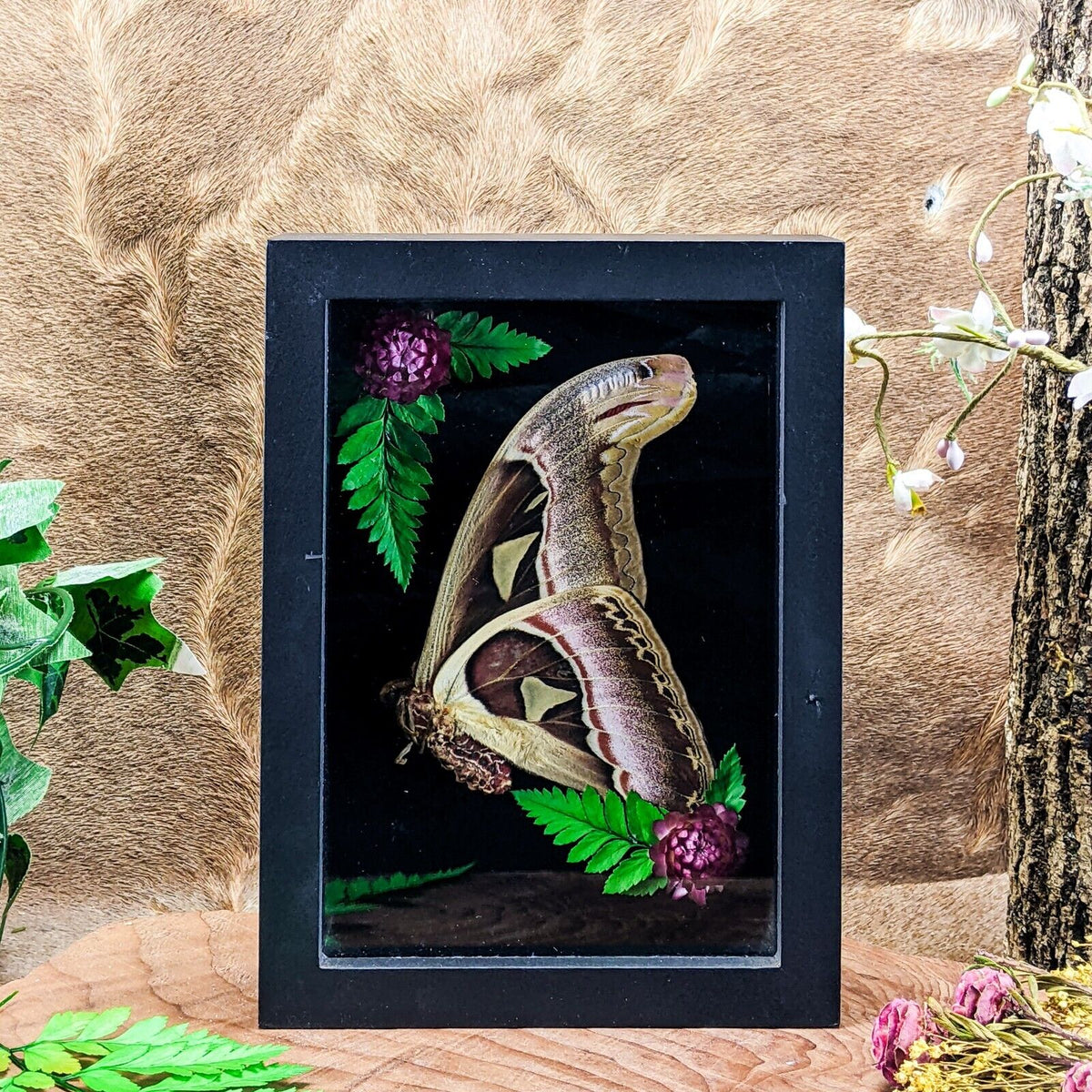 Saturn Atlas Moth Frame – Scenic City Oddities