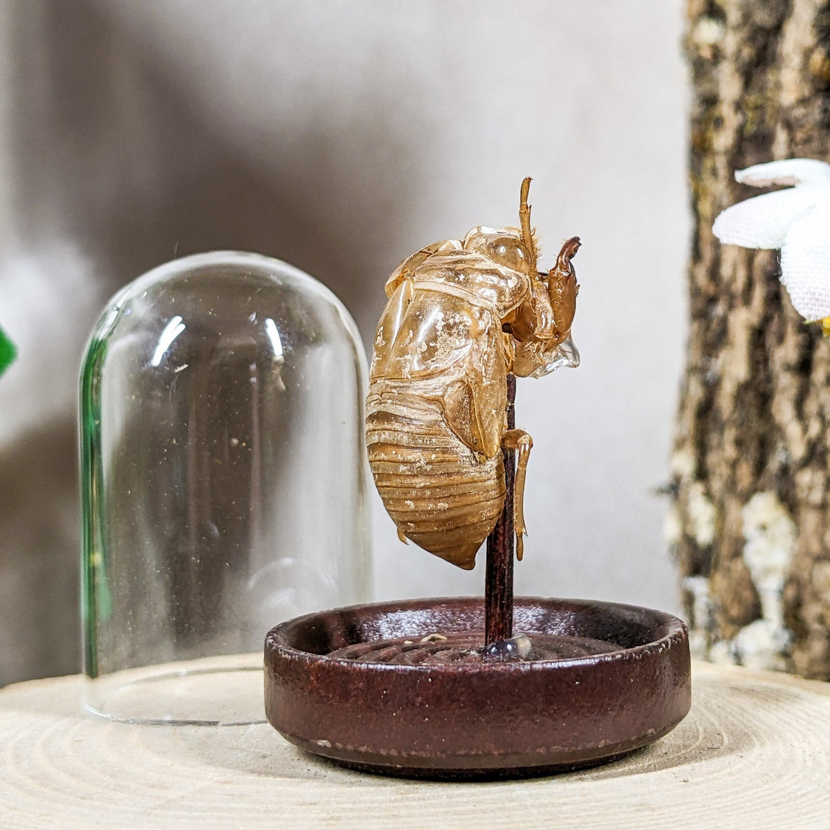 p58c Locust Cicada shell Empty glass dome display curiosity taxidermy ...