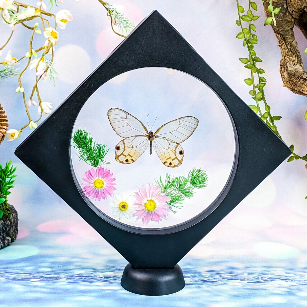 Amber Phantom Butterfly – Scenic City Oddities