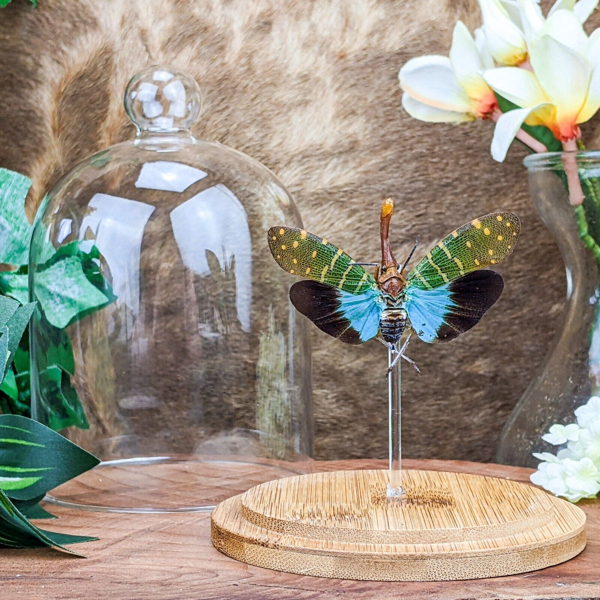 Lanternfly Glass Dome – Scenic City Oddities