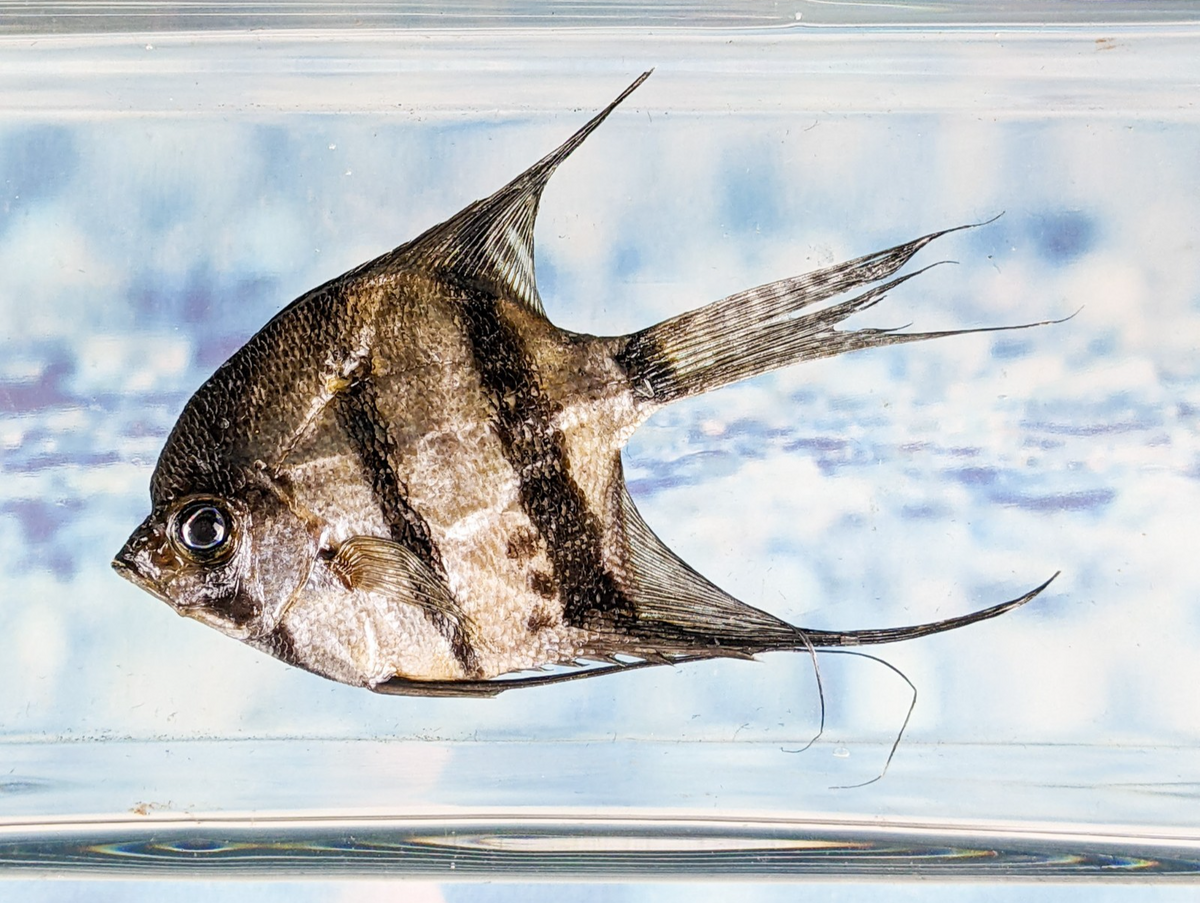 Angelfish Specimen – Scenic City Oddities